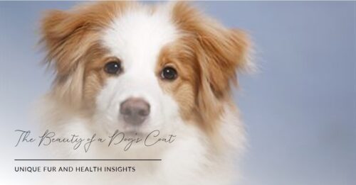 Hair Pigmentation in Dogs : Don't Judge a Dog by Its Coat, Unveiling ...