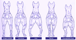 Cow Hocks in Dogs : From Slow Wobbly Walks to Fast Champion Runs ...