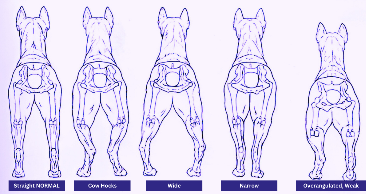 Cow Hocks in Dogs : From Slow Wobbly Walks to Fast Champion Runs ...